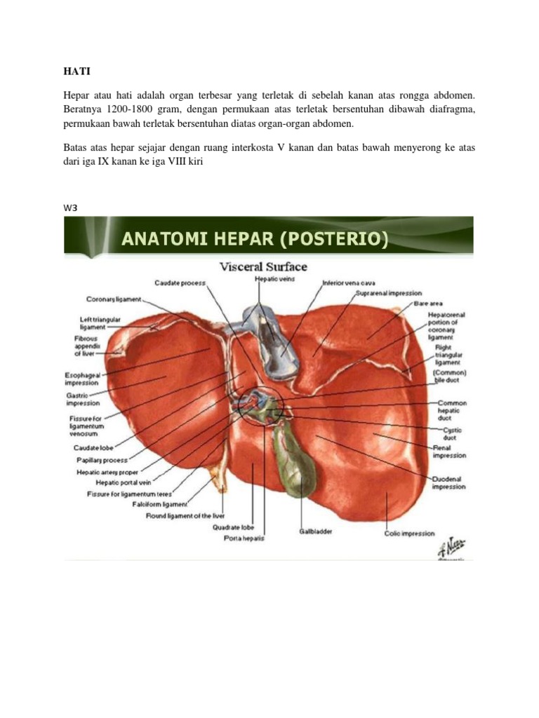 Anatomi Hepar Dan Organ Pendukung | PDF