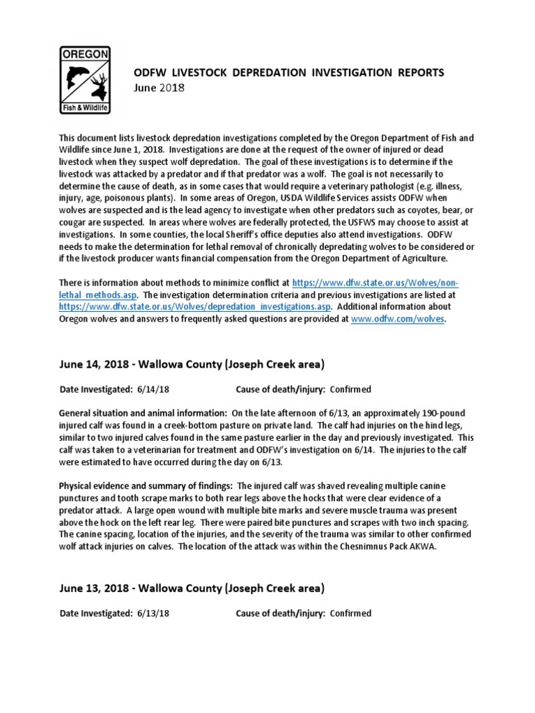 ODFW Depredation Investigation Report | PDF | Gray Wolf | Calf