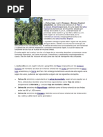 Selva Alta o Rupa Rupa | PDF