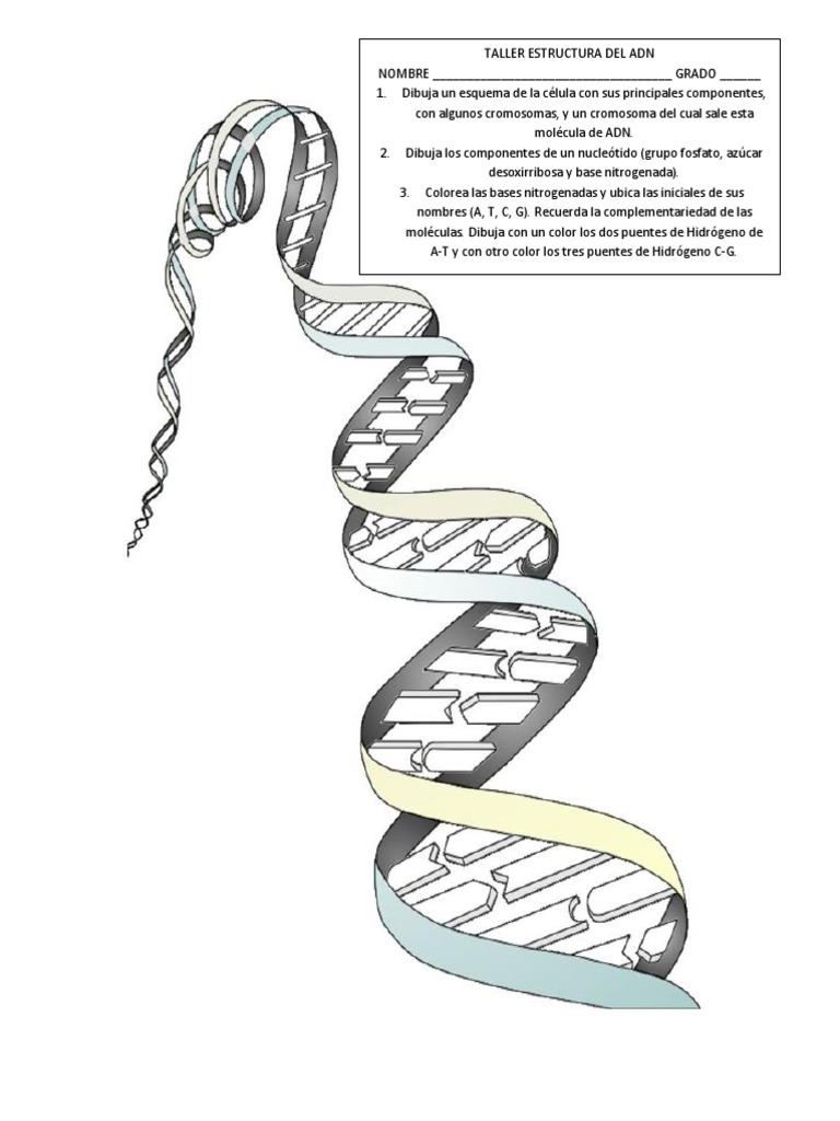 Hoja De Trabajo Sobre La Estructura Del Adn