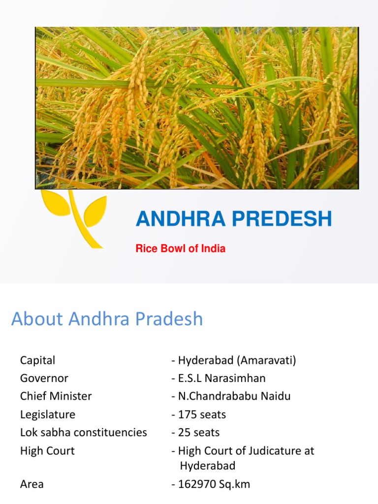 Andhra Predesh: Rice Bowl of India | PDF