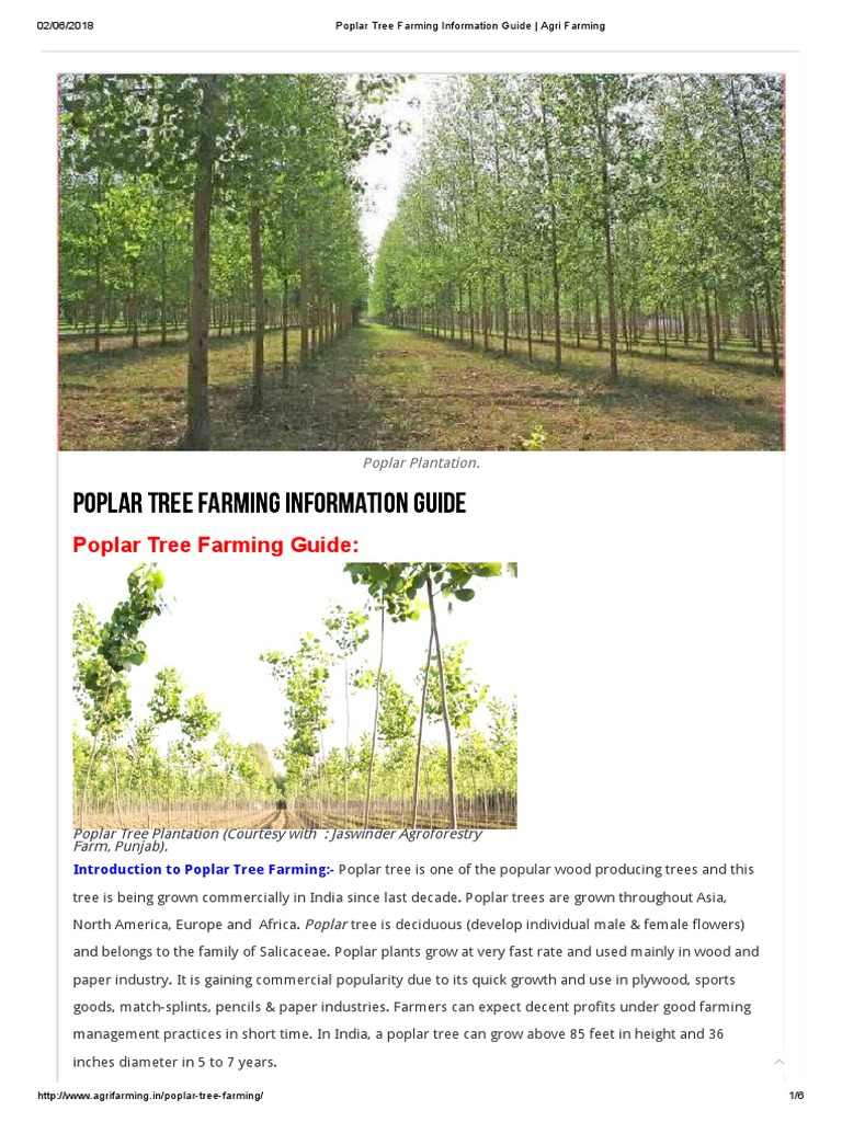 Guide to Poplar Tree Farming in India | PDF | Plant Nursery | Trees