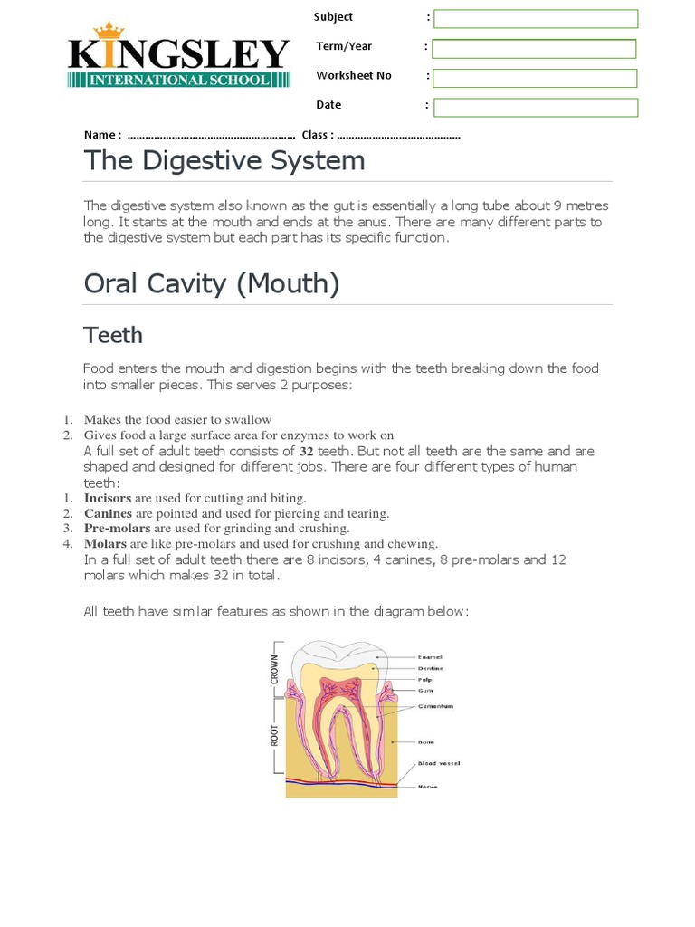 The Journey of Food Through the Digestive System: A Comprehensive ...
