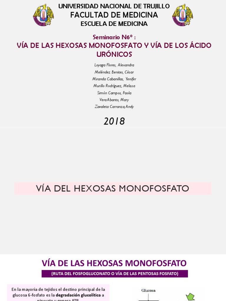 Vía de Las Hexosas Monofosfato y Vía de Los Ácido Urónicos | PDF ...