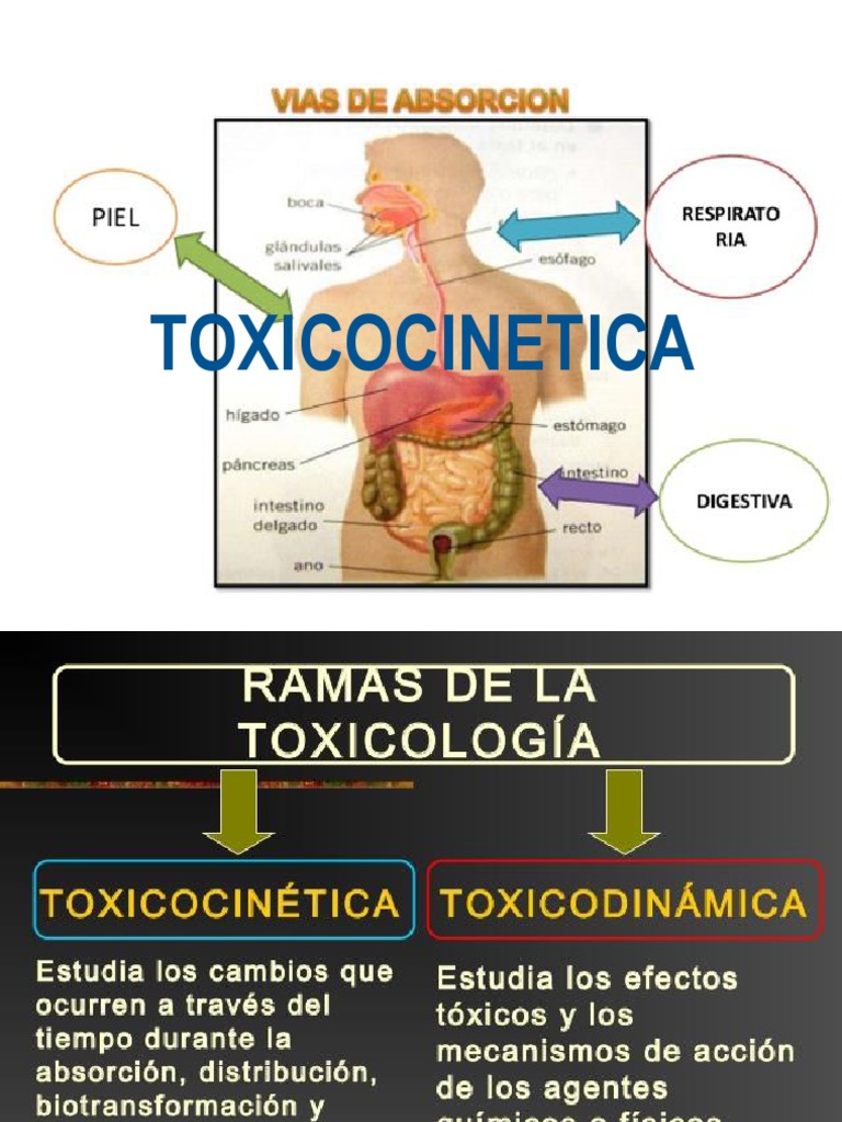 Toxicocinetica y Toxicodinamia | Biotransformación | Ciencias de la vida