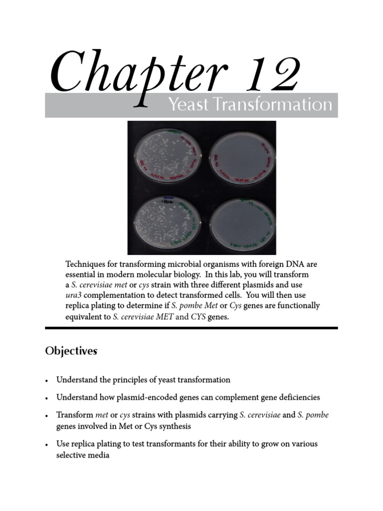 12 Yeast Transformation 2013 1 | PDF | Transformation (Genetics) | Gene