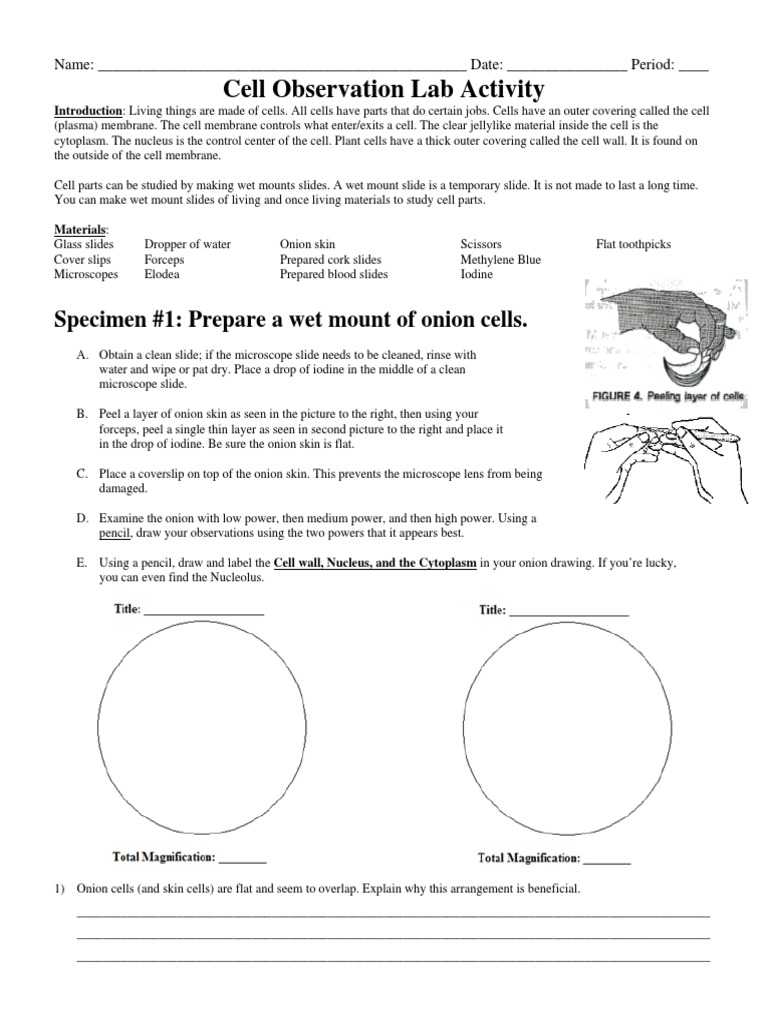 Cell Microscope Lab Activity Regular Pdf Cell Biology Cell Biology