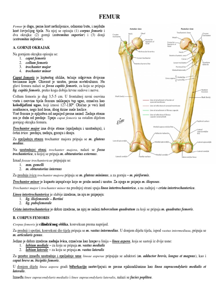 Femur | PDF