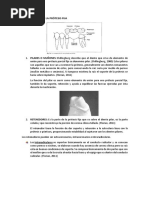 Protocolo de Protesis Total | PDF | Dentadura postiza | Boca