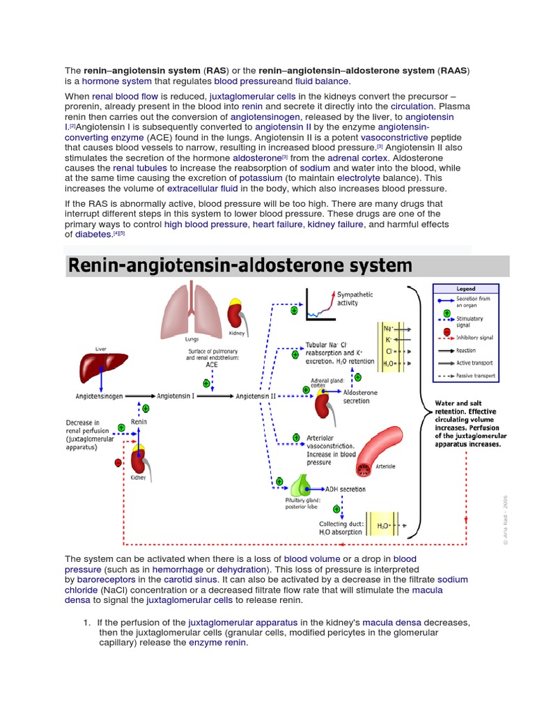 Renin - Angiotensin System RAS Renin - Angiotensin-Aldosterone System ...