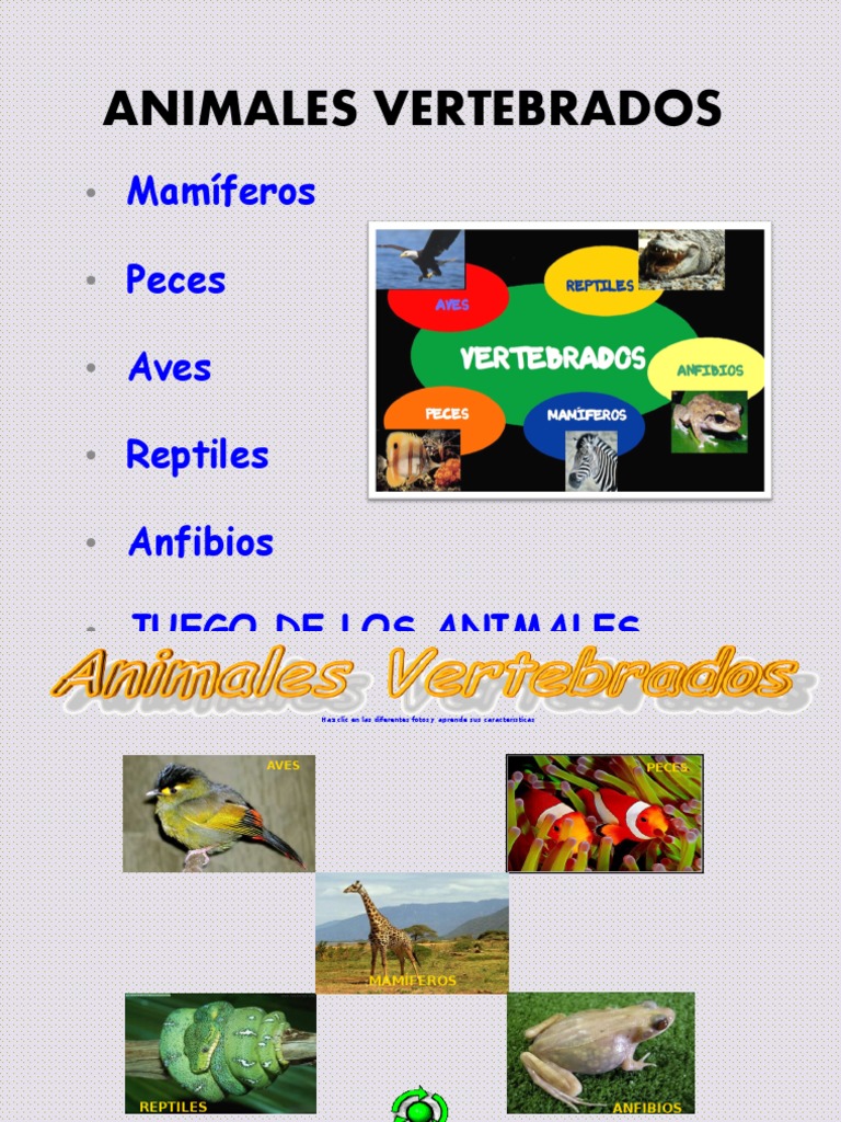 Guía interactiva sobre los cinco grupos principales de animales ...