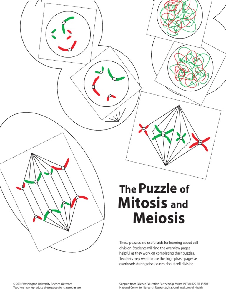 The Puzzle of Mitosis and Meiosis | Meiosis | Mitosis