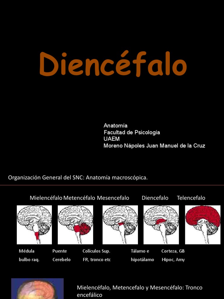 Diencefalo Estructuras y Funciones | PDF | Glándula pituitaria ...