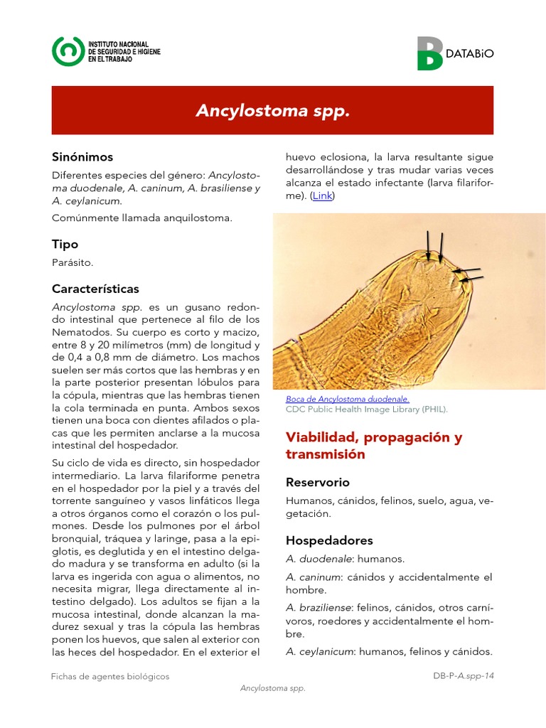 Ancylostoma SPP PDF | PDF | Especialidades Medicas | Bienestar