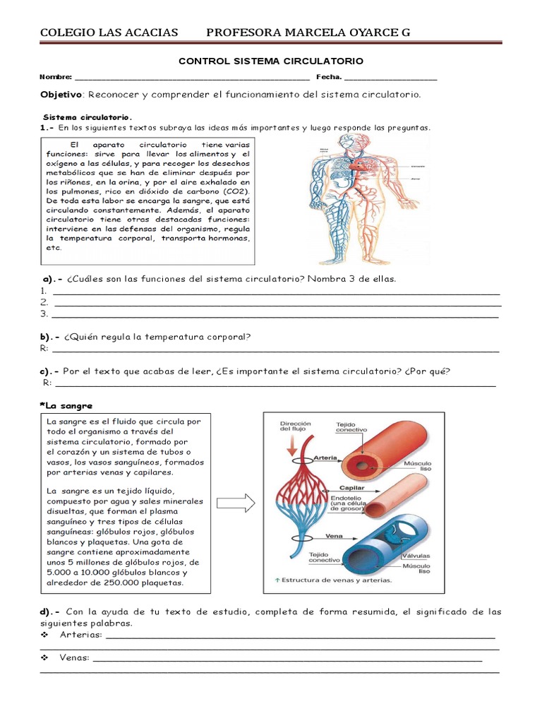Guia Sistema Circulatorio 5 Basico | Sistema circulatorio | Corazón
