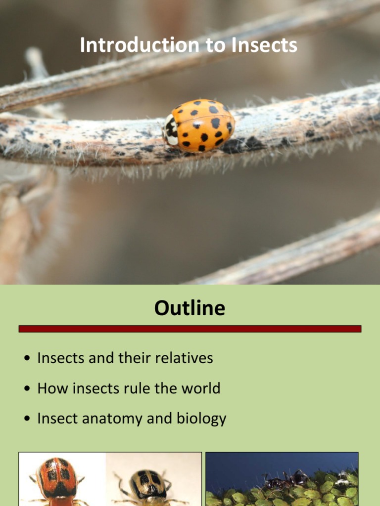 06 Introduction To Insects | PDF | Beetle | Insects