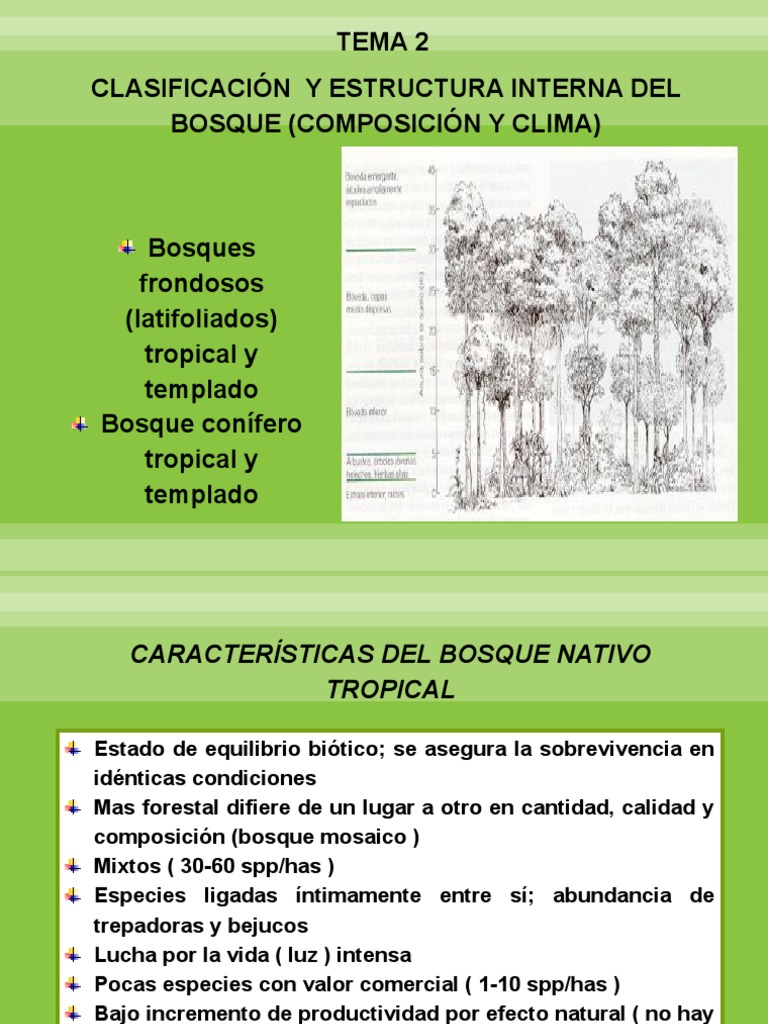 Clasificación y Estructura Interna Del Bosque (Composición y Clima) | PDF