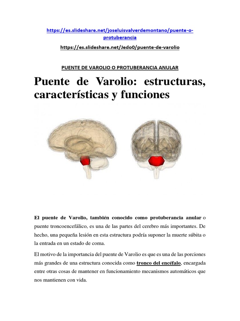 Puente de Varolio o Protuberancia Anular | Anatomía | Neuroanatomía