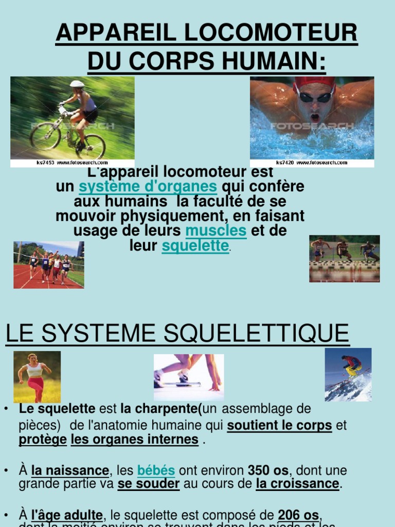 Anatomie de l'appareil locomoteur humain | PDF | Squelette | Os
