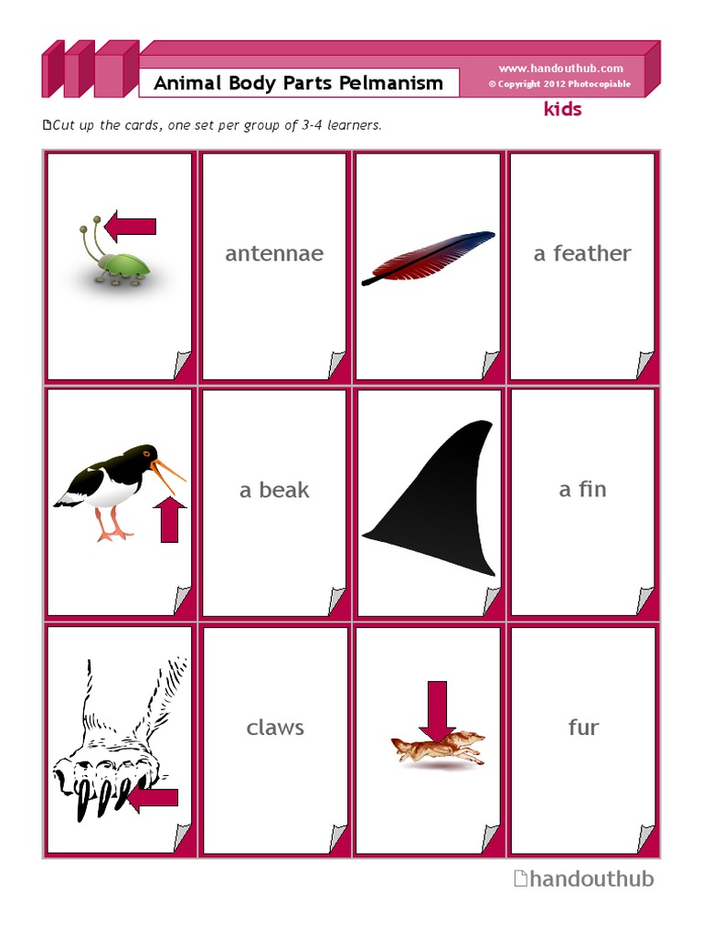 Kids Animal Body Parts Pelmanism | PDF | Communication | Behavior ...