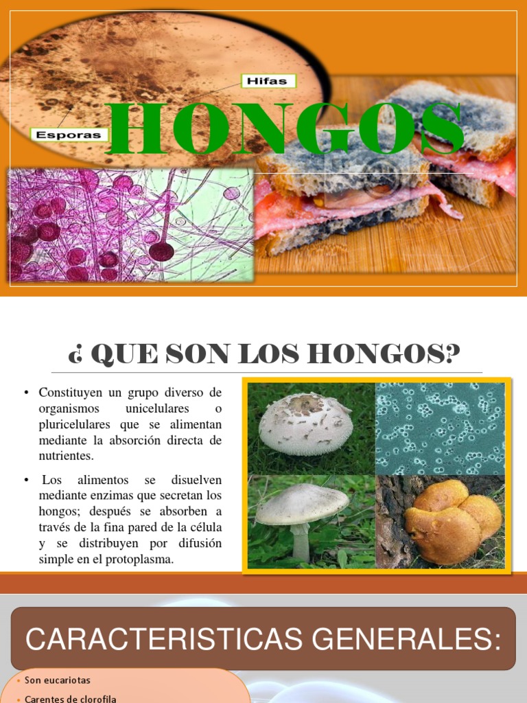HONGOS-diapositivas-1 | Espora | Hongo | Prueba gratuita de 30 días ...