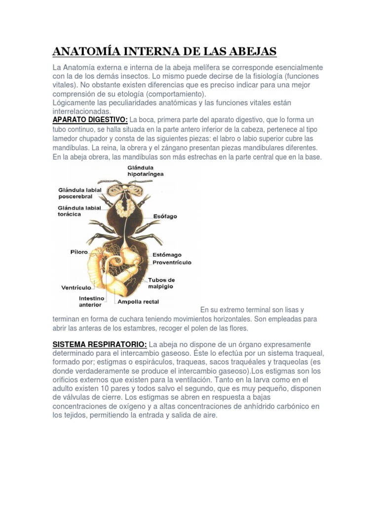 Anatomía Interna de Las Abejas | PDF | Abdomen | Sistema digestivo humano