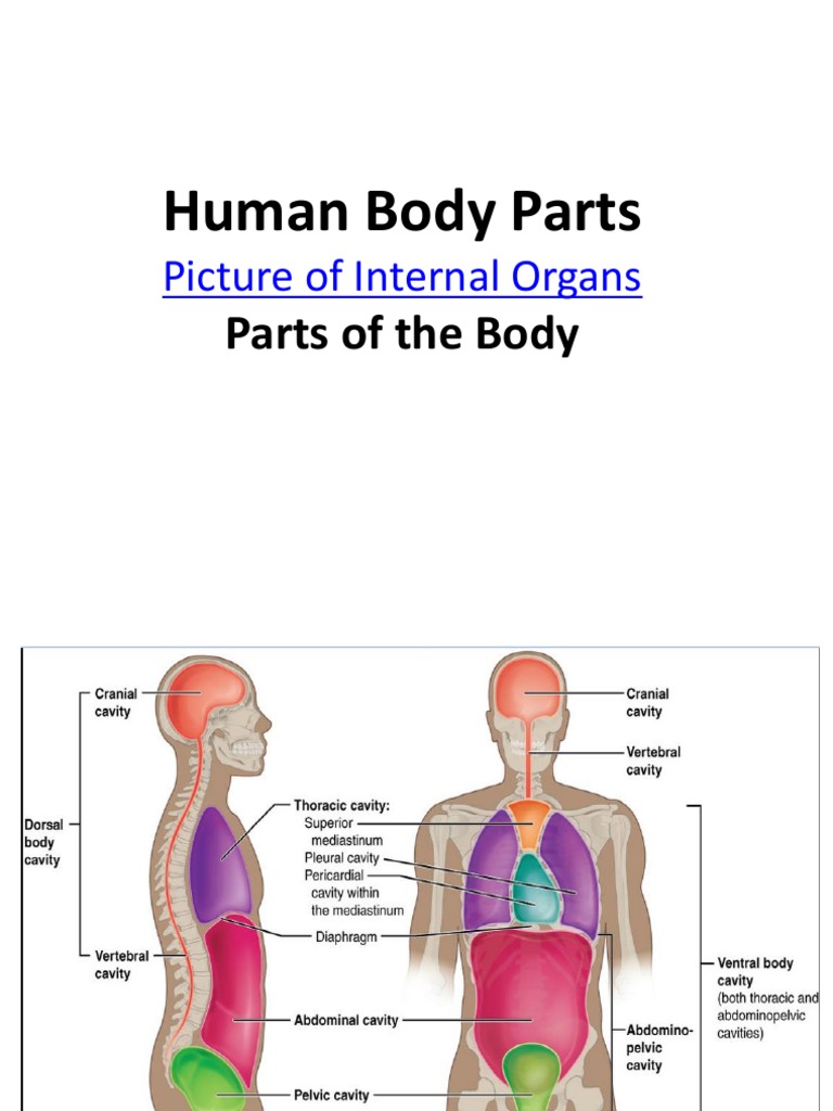 Human Body Parts: Names and Images | PDF