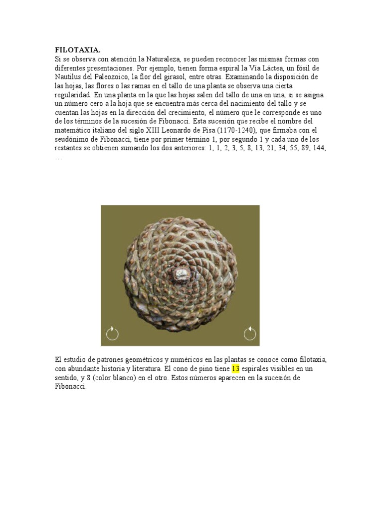 Filotaxia y patrones geométricos en plantas | PDF | Ciencias sociales ...