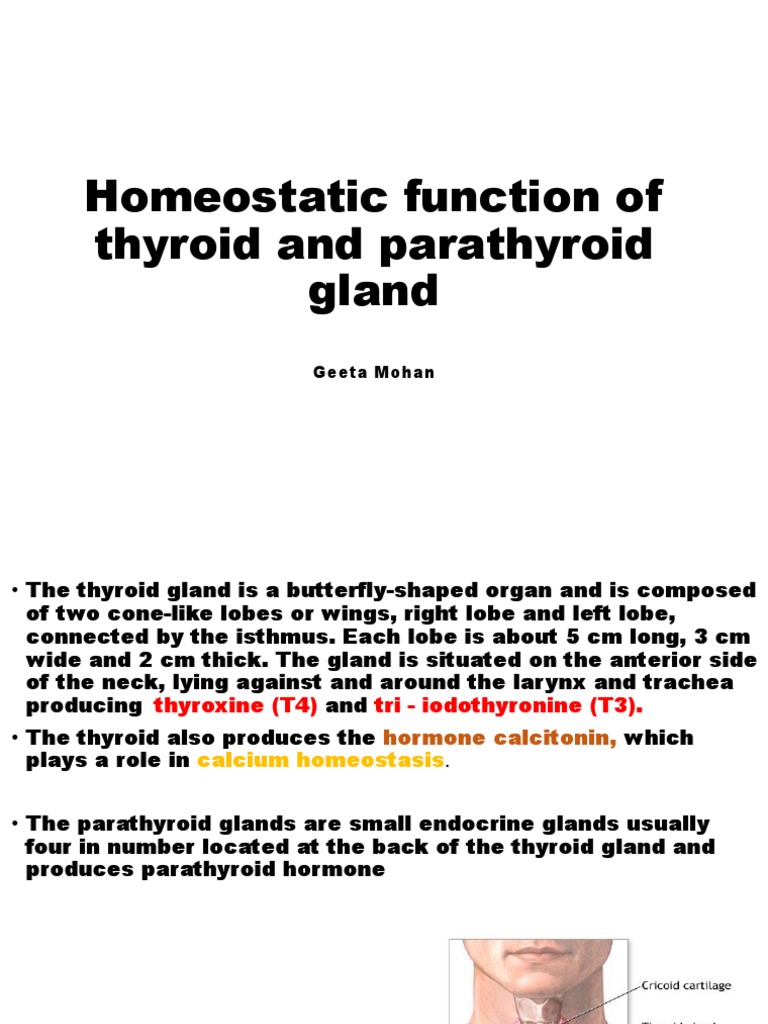 Parathyroid Function