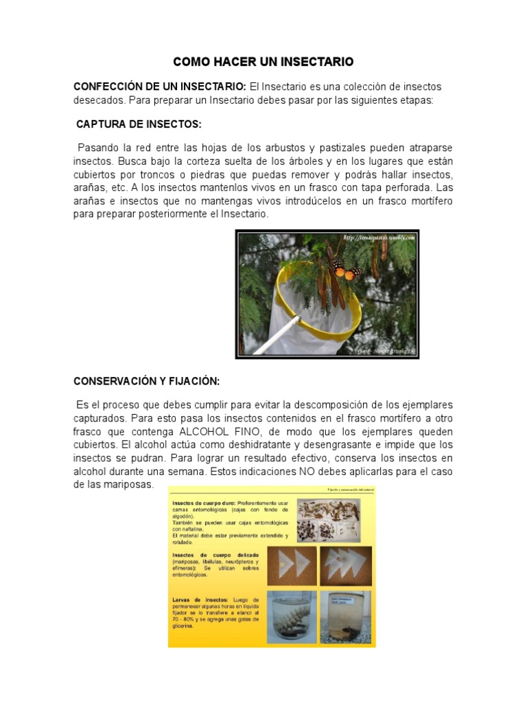 Como Hacer Un Insectario