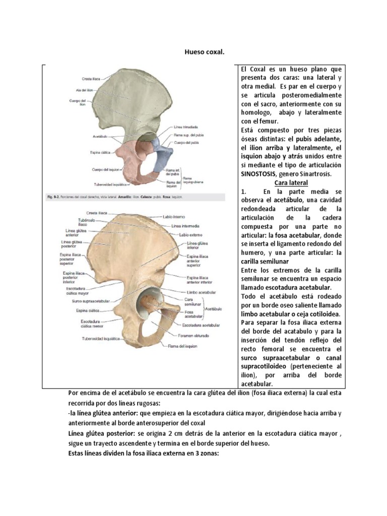 Anatomía del Hueso Coxal: Detalles y Articulaciones | PDF | Sistema ...