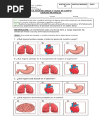 Prueba 2° Básico Mi Cuerpo Ciencias Naturales | PDF | Pulmón | Corazón