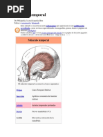 Anatomía y Funciones del Músculo Masetero | PDF | Anatomía | Cabeza y ...