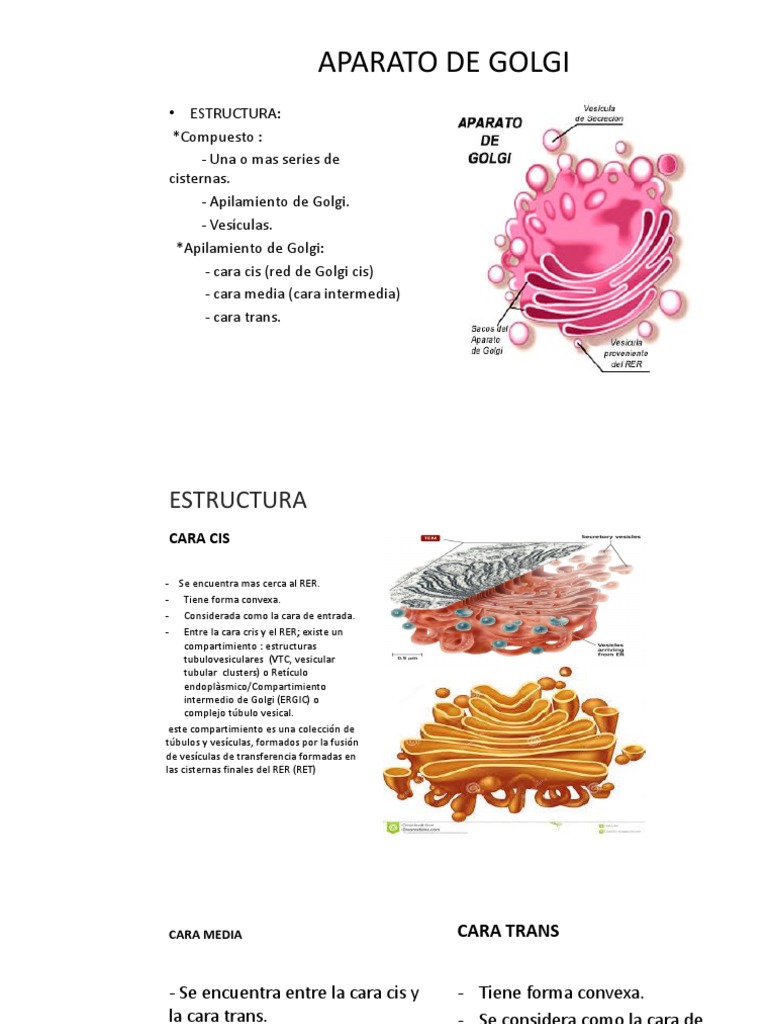 Aparato De Golgi Estructura Y Funciones Descargar Gratis Pdf