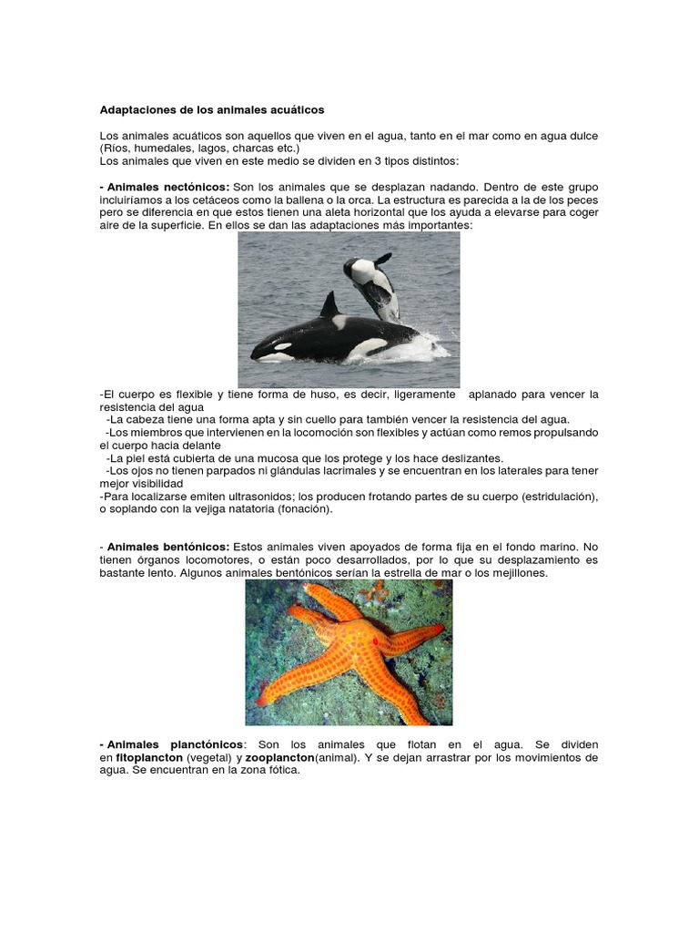 Adaptaciones de Animales Acuáticos | PDF | Respiración | Pulmón