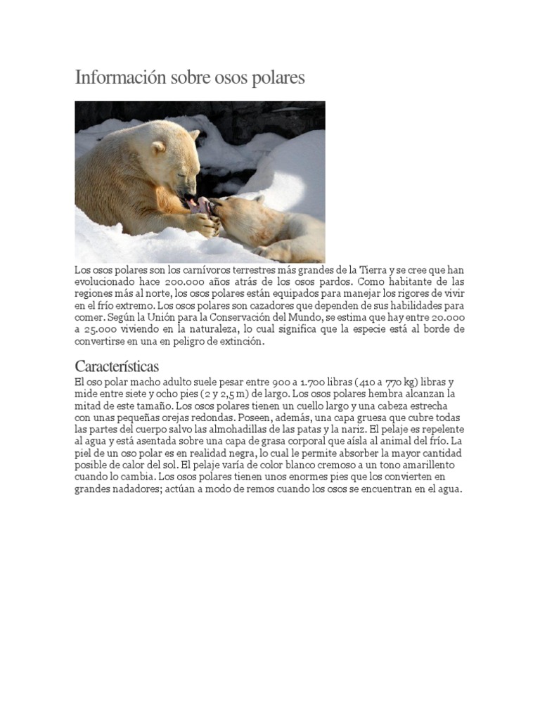 Información Sobre Osos Polares | PDF | Oso polar | Osos