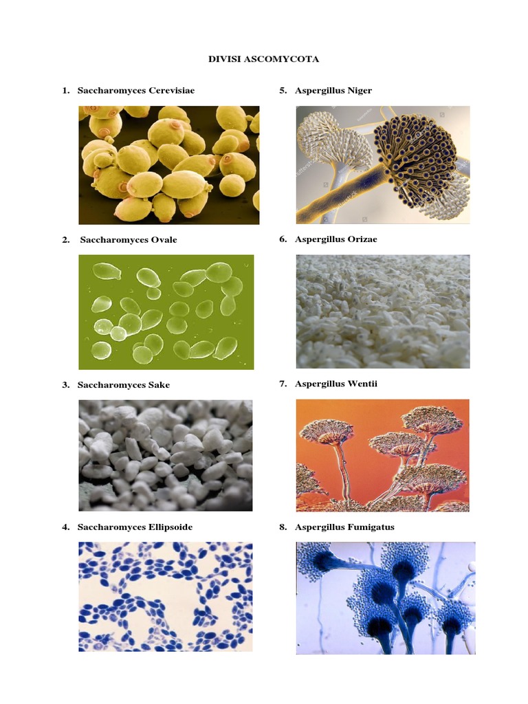 Divisi Ascomycota | PDF | Wellness
