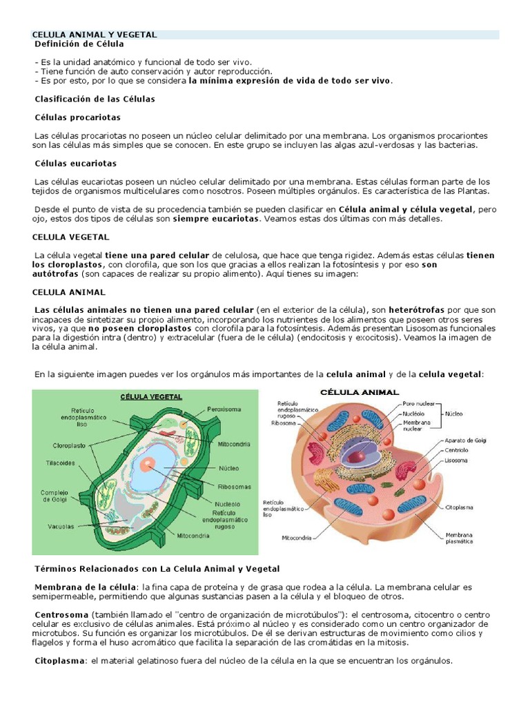 Celula Animal y Vegetal | PDF | Citoplasma | Biología Celular)