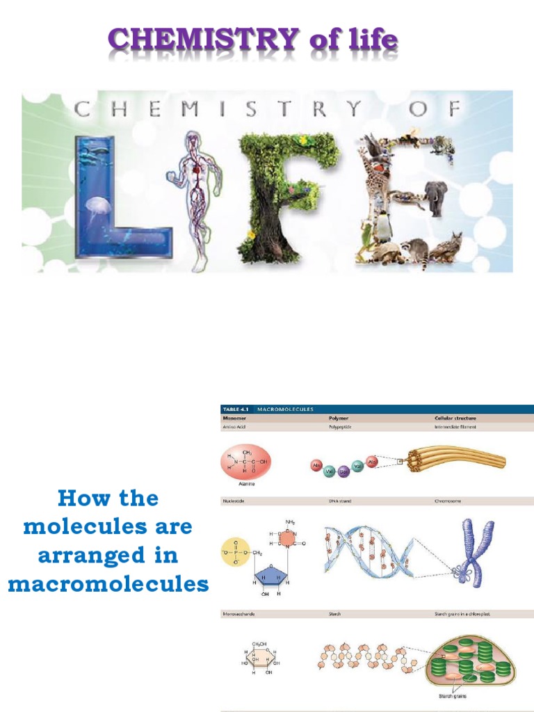Chemistry of Life: Atoms and Bonds | PDF | Chemical Bond | Ion
