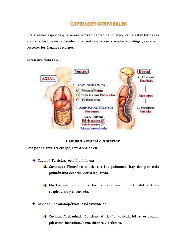 Las principales cavidades del cuerpo humano y sus divisiones | PDF ...