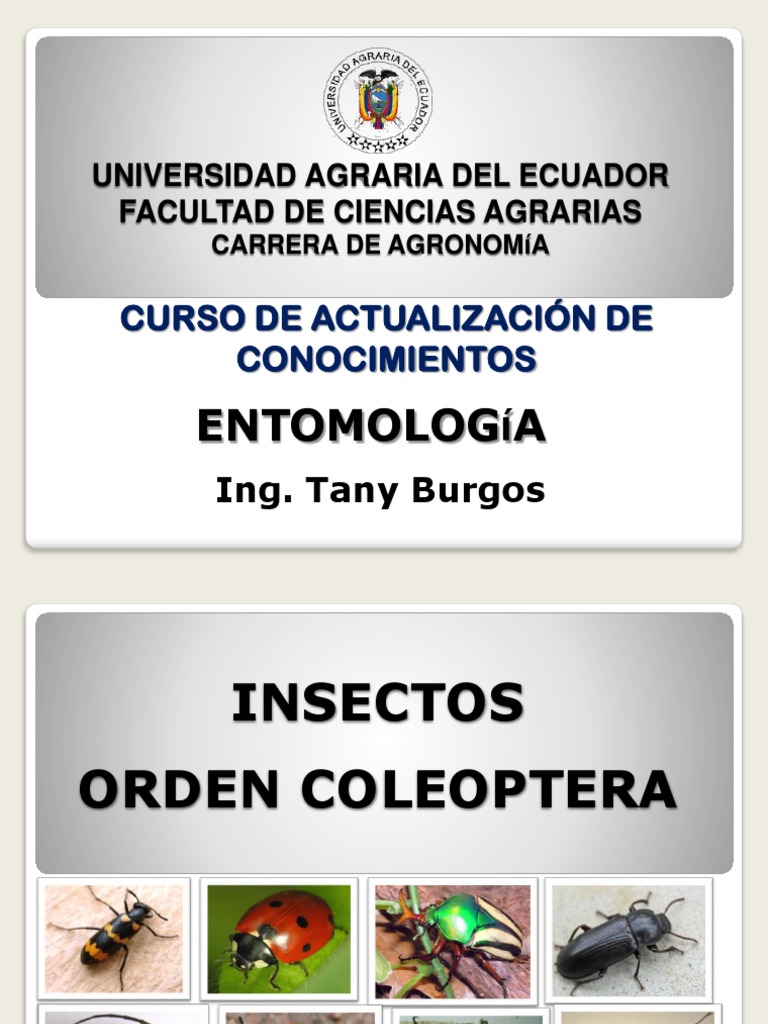 Insectos Orden Coleoptera | PDF | Escarabajo | Insectos