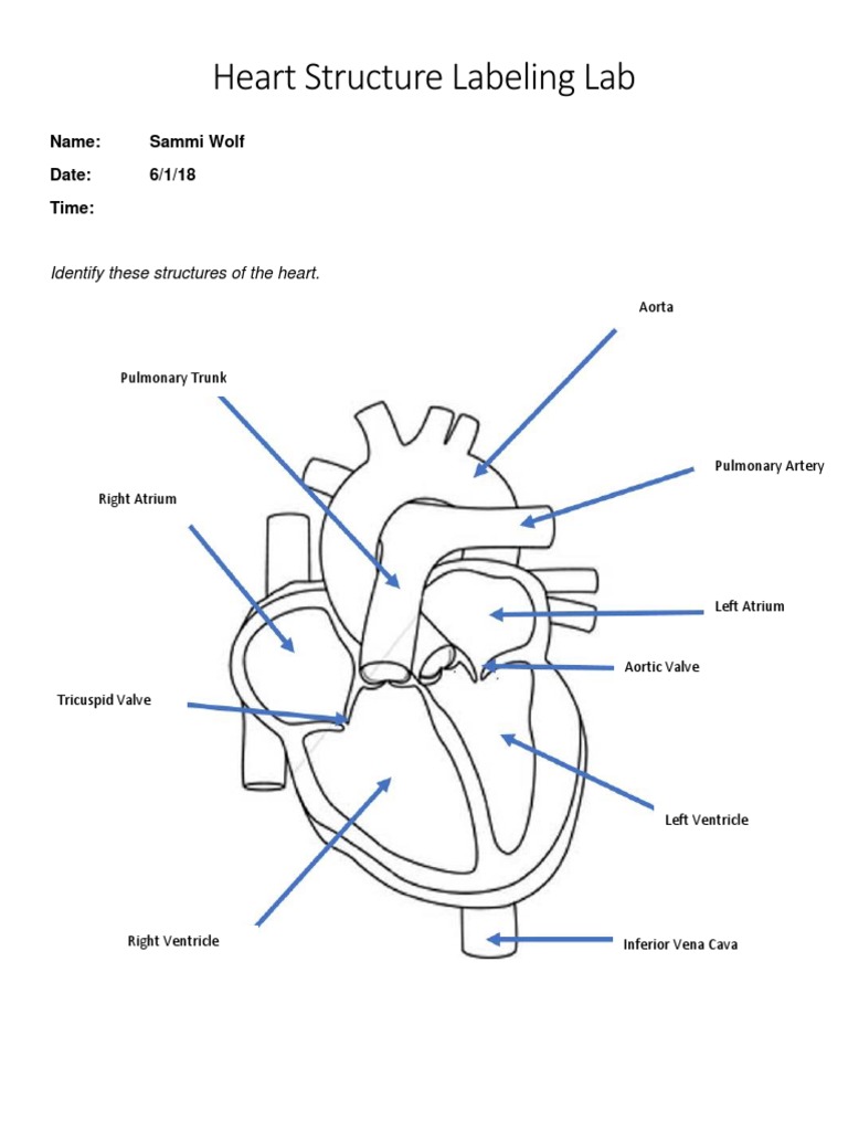 Heart Structure Labeling Guide | PDF
