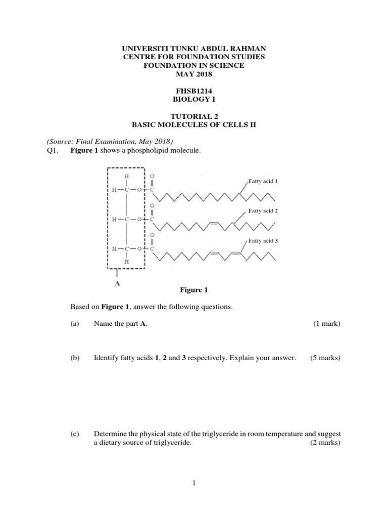 Tutorial 2S Biomolecule II 201805 | PDF | Fat | Triglyceride