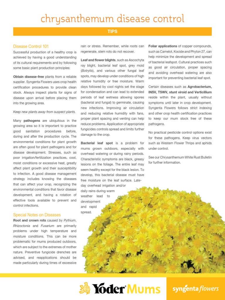 Mum Disease Control | PDF | Plant Pathology | Branches Of Botany
