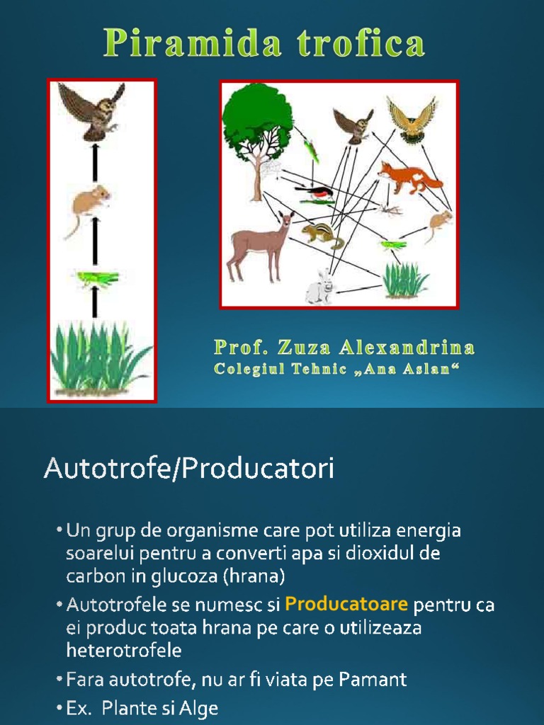 Piramida Trofica | PDF