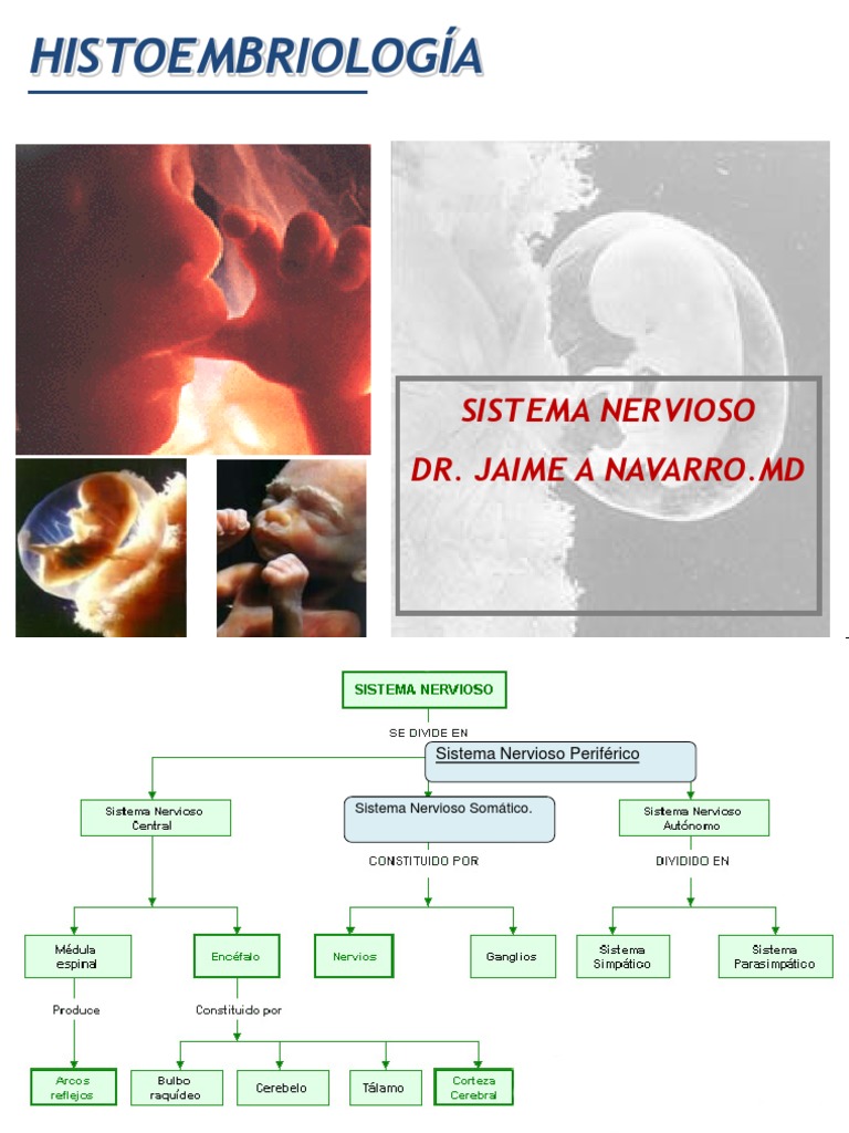Embriologia - Sistema Nervioso | PDF | Médula espinal | Fluido ...