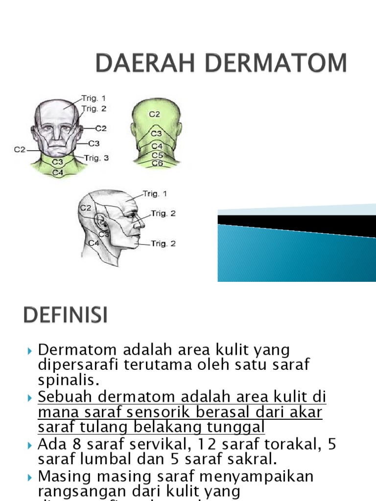 Daerah-Dermatom PDF | PDF