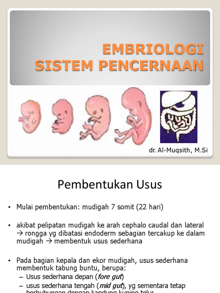 Embriologi TD | PDF