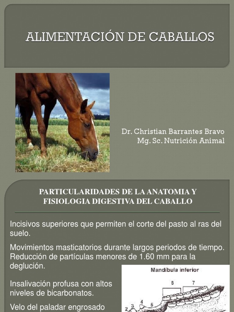 Alimentacion de Caballos | Leche | Digestión