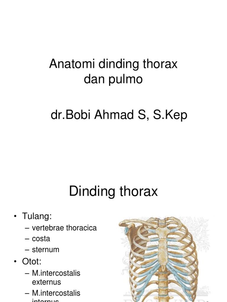 Anatomi Dinding Thorax dan Paru-paru | PDF | Ilmu Sosial